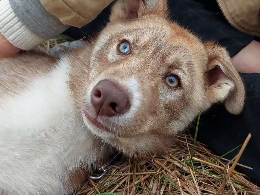 Собака