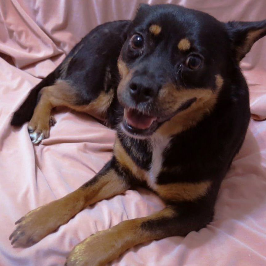 Взрослая собака в добрые руки