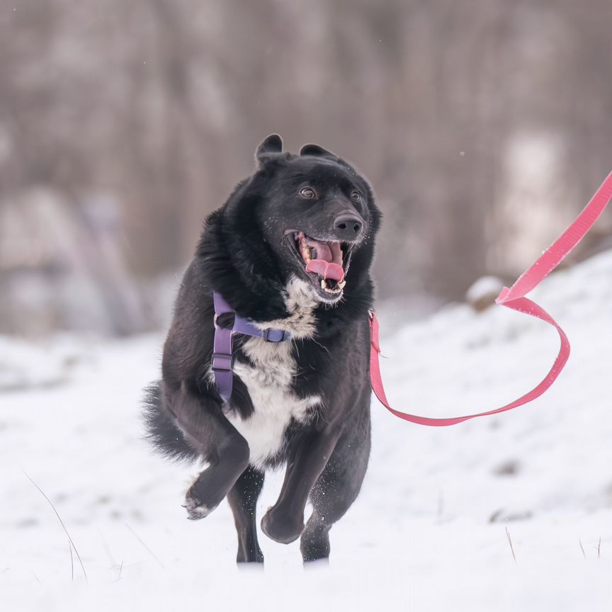 Невероятная Молли из приюта в добрые руки