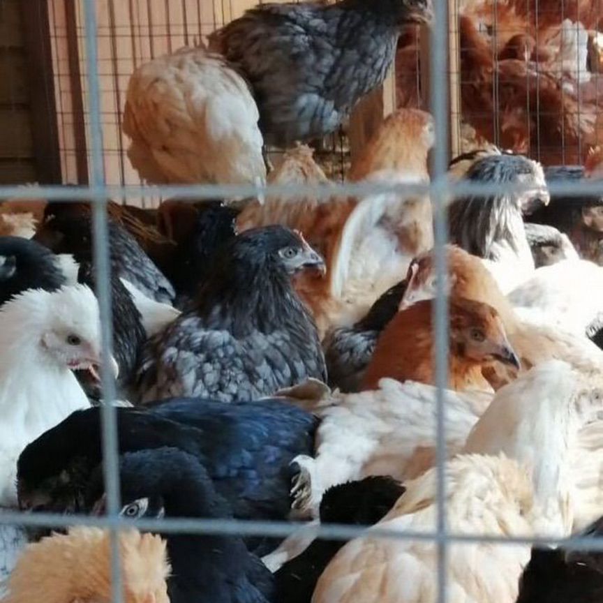 Куры несушки