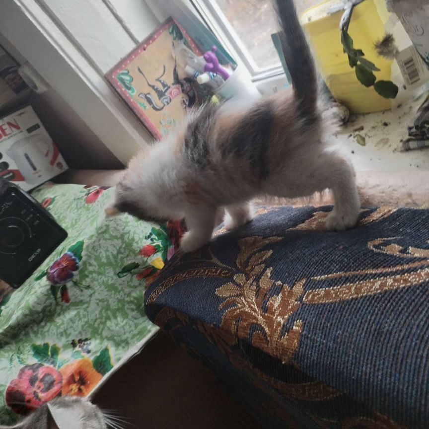 Катятки в добрые руки