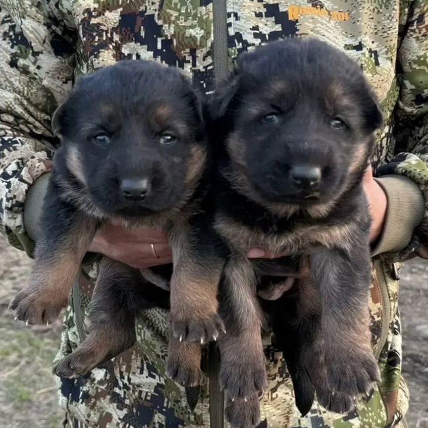 Восточноевропейская овчарка, щенок