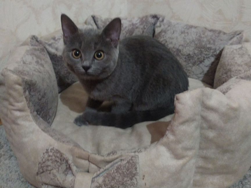 Котенок в добрые руки