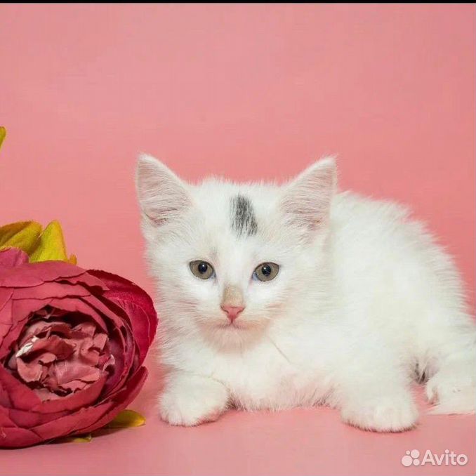 Котенок девочка Стеша 2,5 мес ищет дом