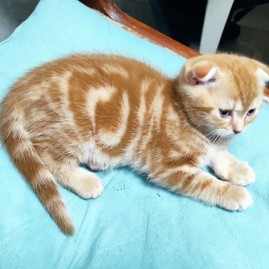 Шотландские котята красный мрамор