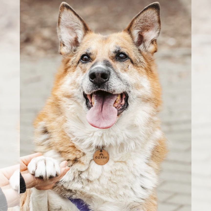 Взрослая собака в добрые руки