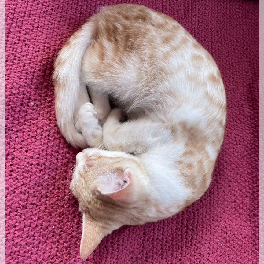 Котёнок в добрые руки