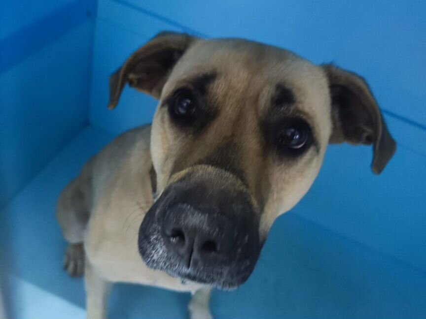 Бывшедомашняя собака Джесси. Выпуск через неделю