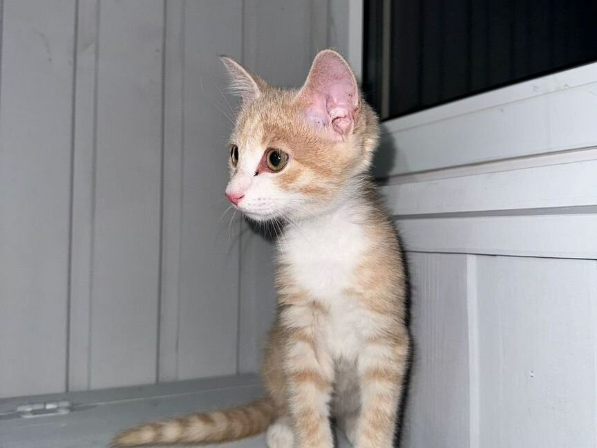 Котенок в добрые ответсвенные ручки