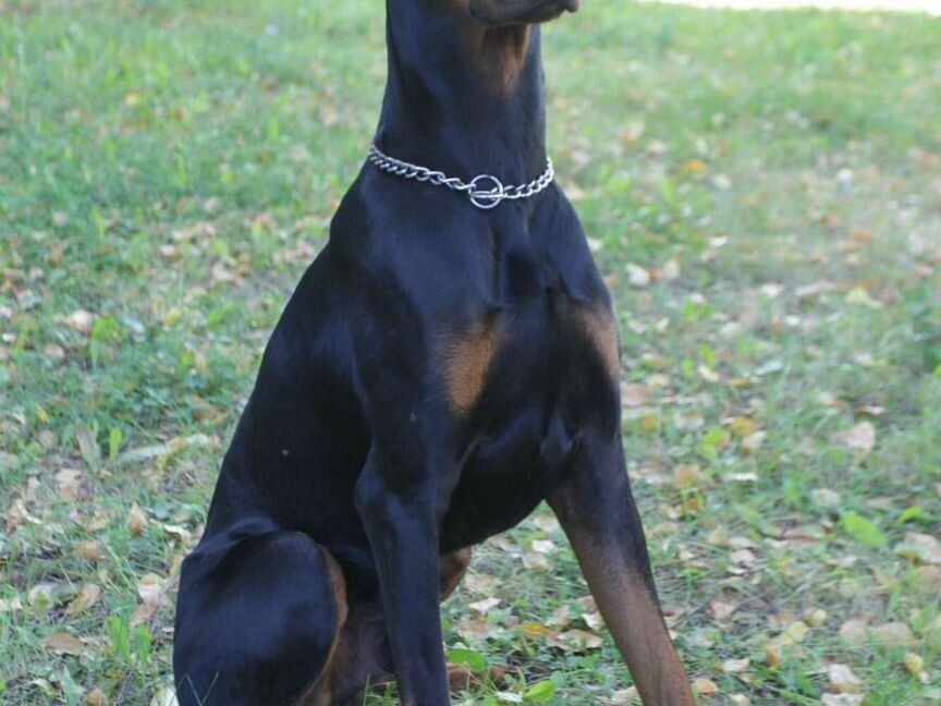 Щенки добермана