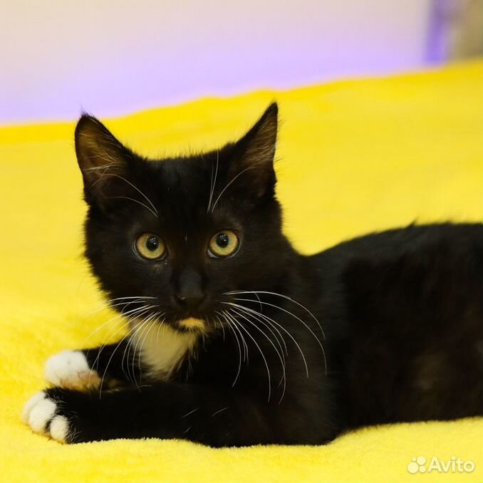 Тёма - самый хороший котенок