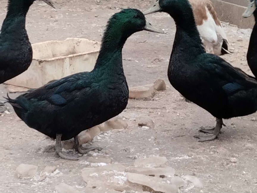 Утки каюга