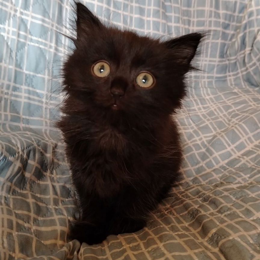 Котенок в хорошие руки