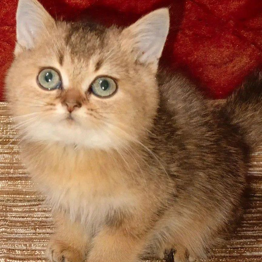 Шотландские пупсики золотая шиншилла