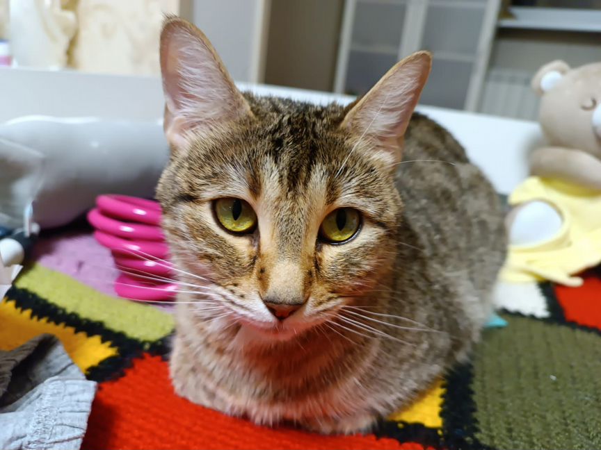 Бенгальская кошка