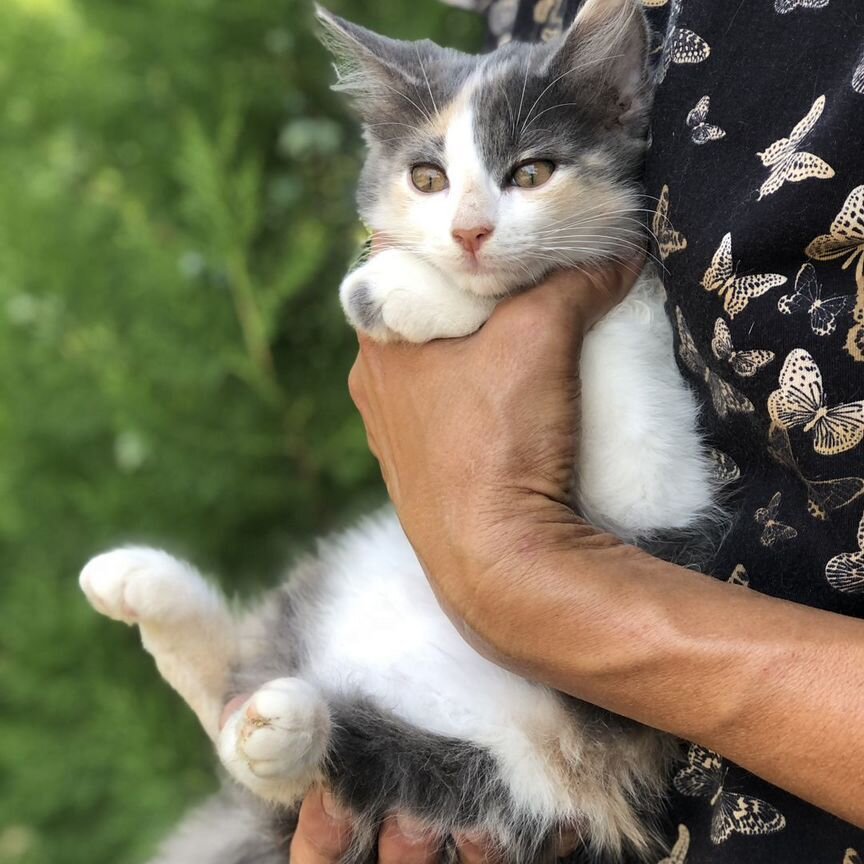 Котенок в добрые руки