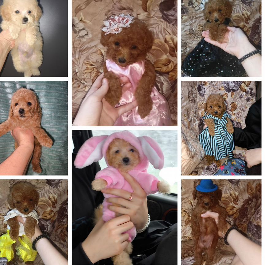 Пудель, щенок