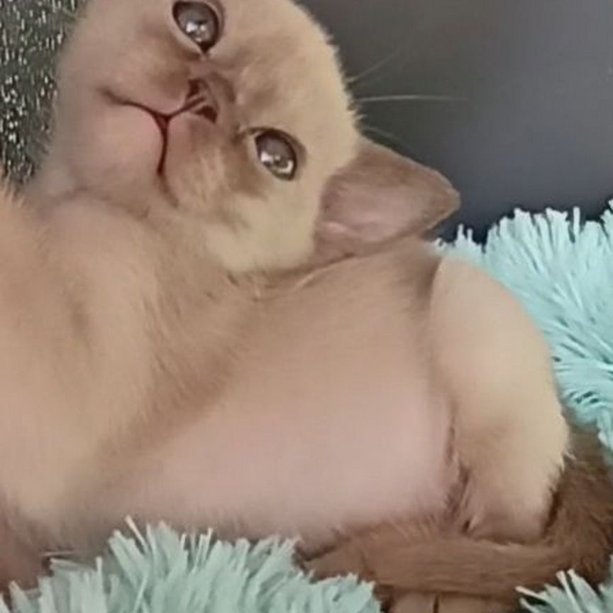 Бурманская красотка