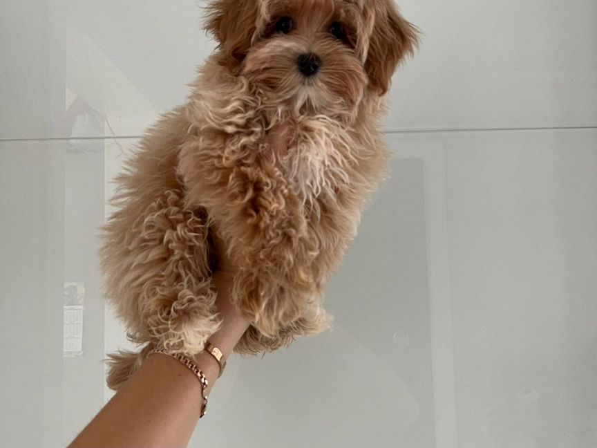 Малыши мальтипу f1