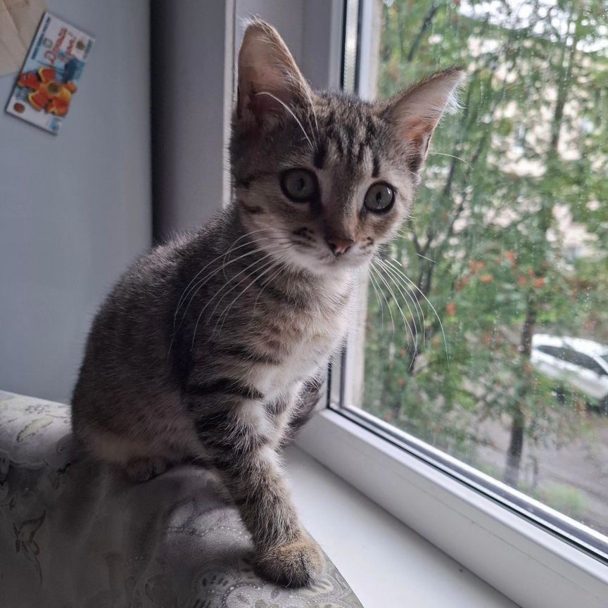 Котенок Герка по договоренности
