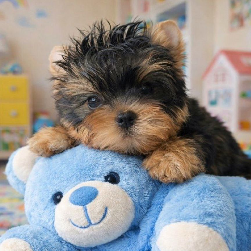 Йоркширский терьер, щенок