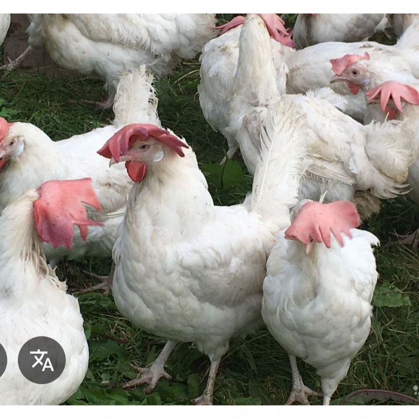 Куры несушки продам