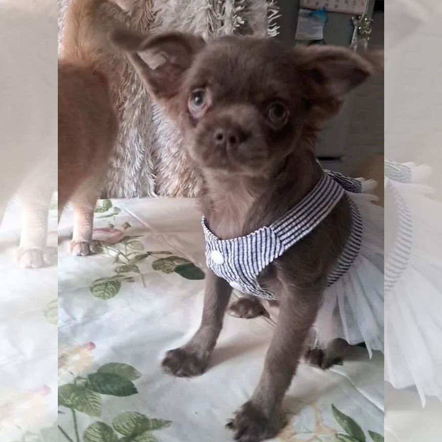 Чихуахуа, щенок