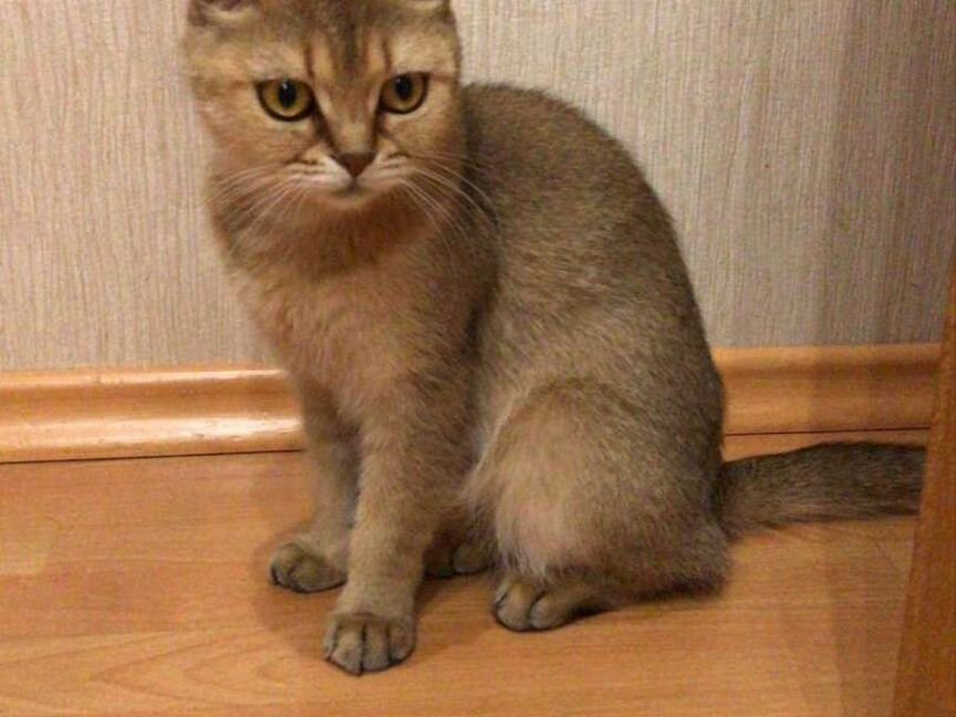 Кошка золотистая шиншилла