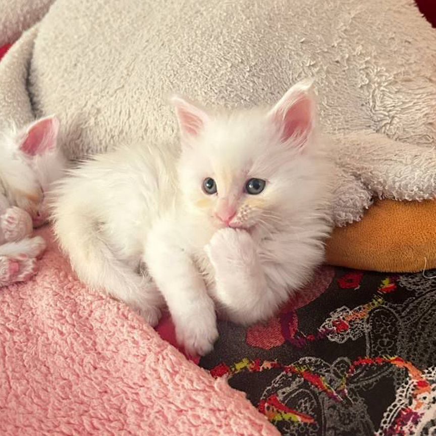 Мейн-кун котёнок
