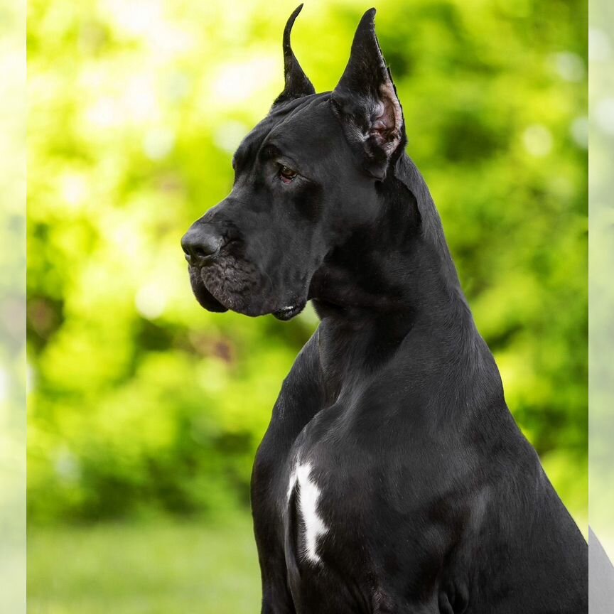 Щенки немецкого дога