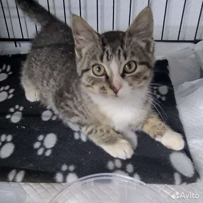 Котенок из-под капота машины