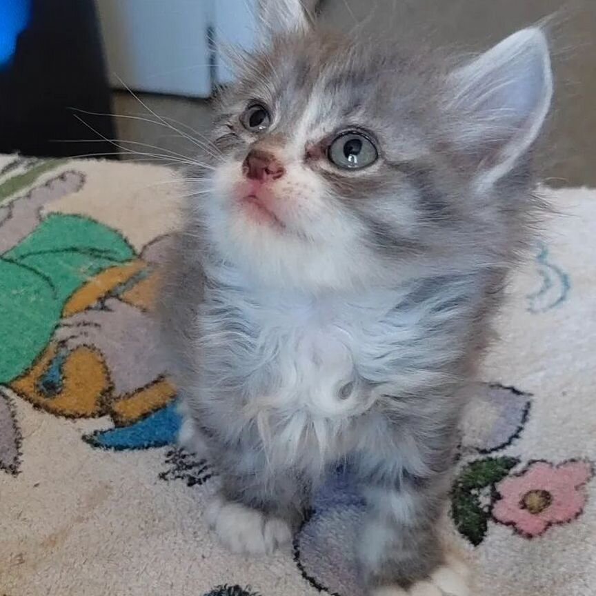 Котёнок в добрые руки