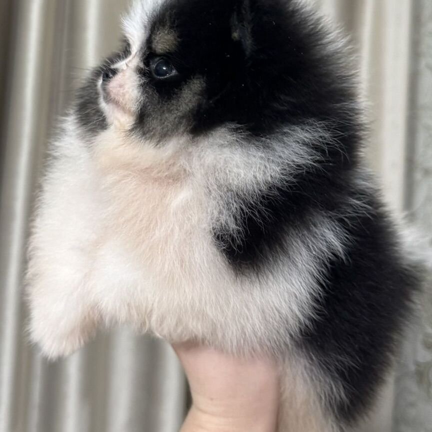 Померанский шпиц, щенок