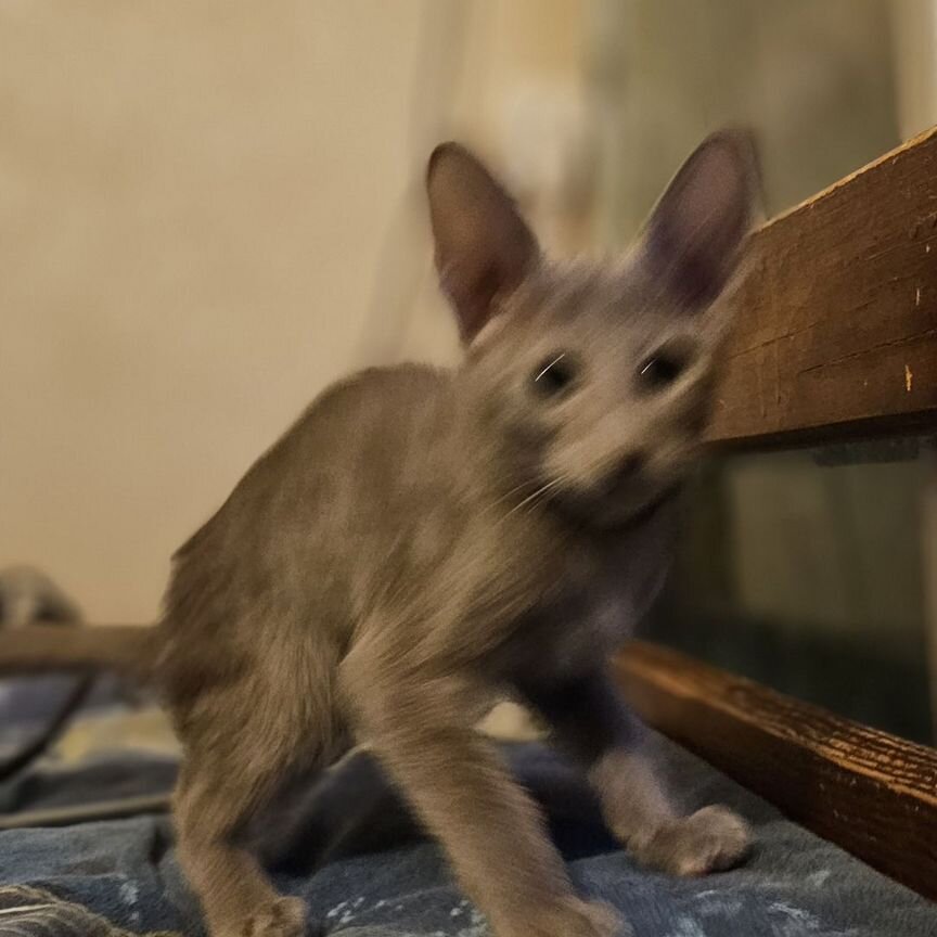 Орик озорник