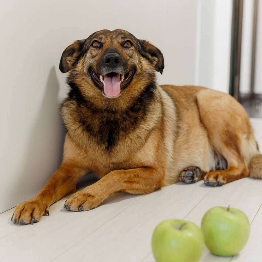 Собака няня. Обожает детей. присмотритесь