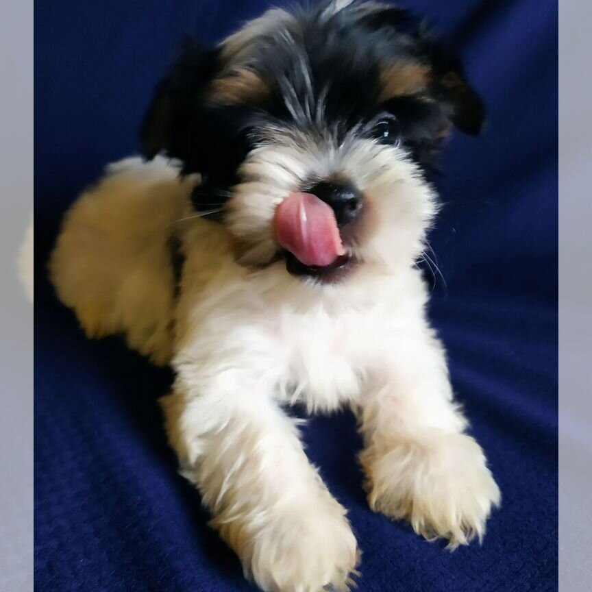 Бивер-йоркширский терьер, щенок