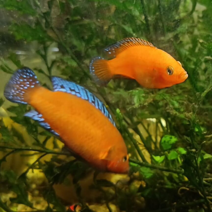 Хемихромис ексул (эксул) пара