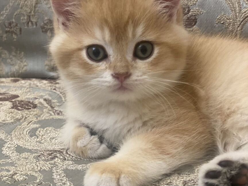 Британские котята золотая шиншилла