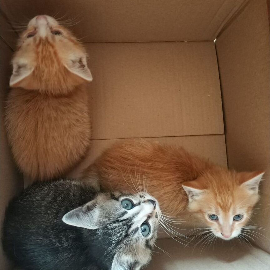 Котята в добрые руки