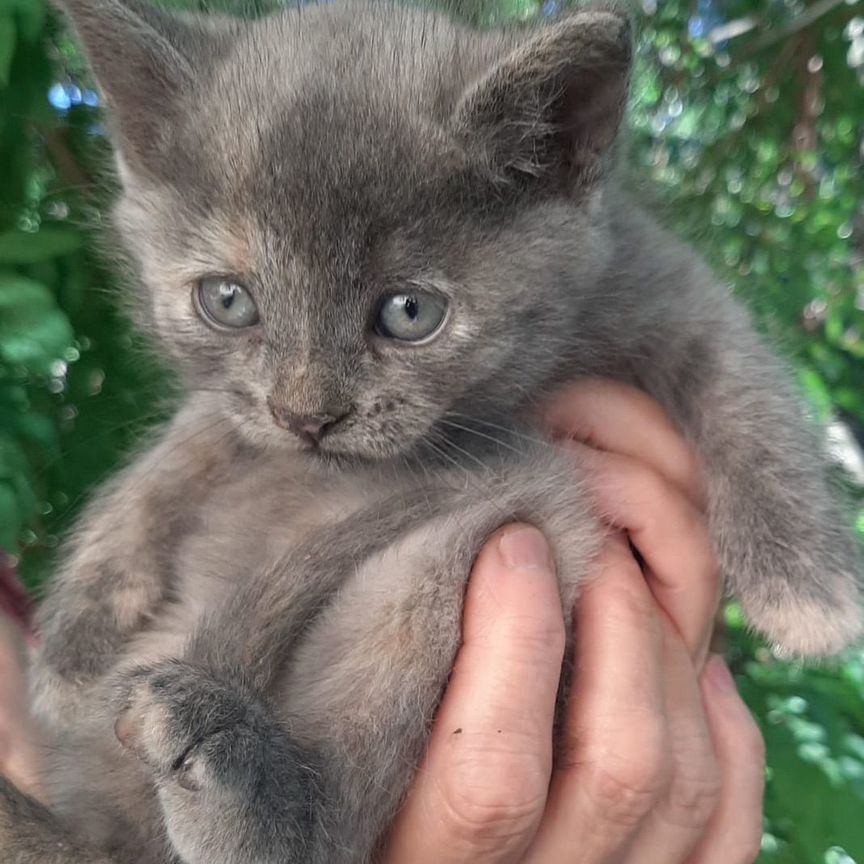 Котята бесплатно
