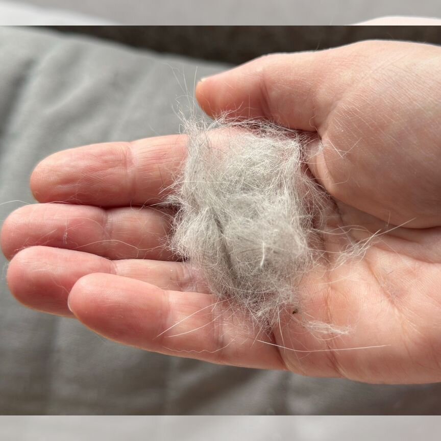 Шерсть ободранной кошки