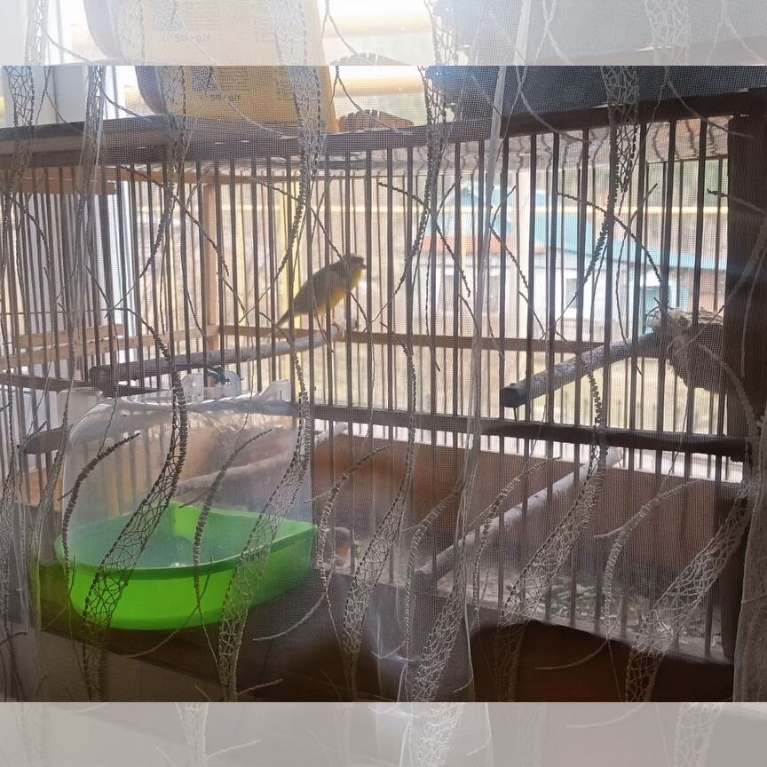 Канарейка самка златоуст