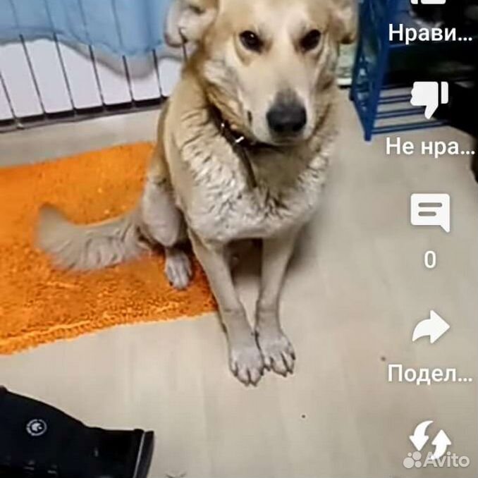 Собака Рекс бесплатно в добрые руки