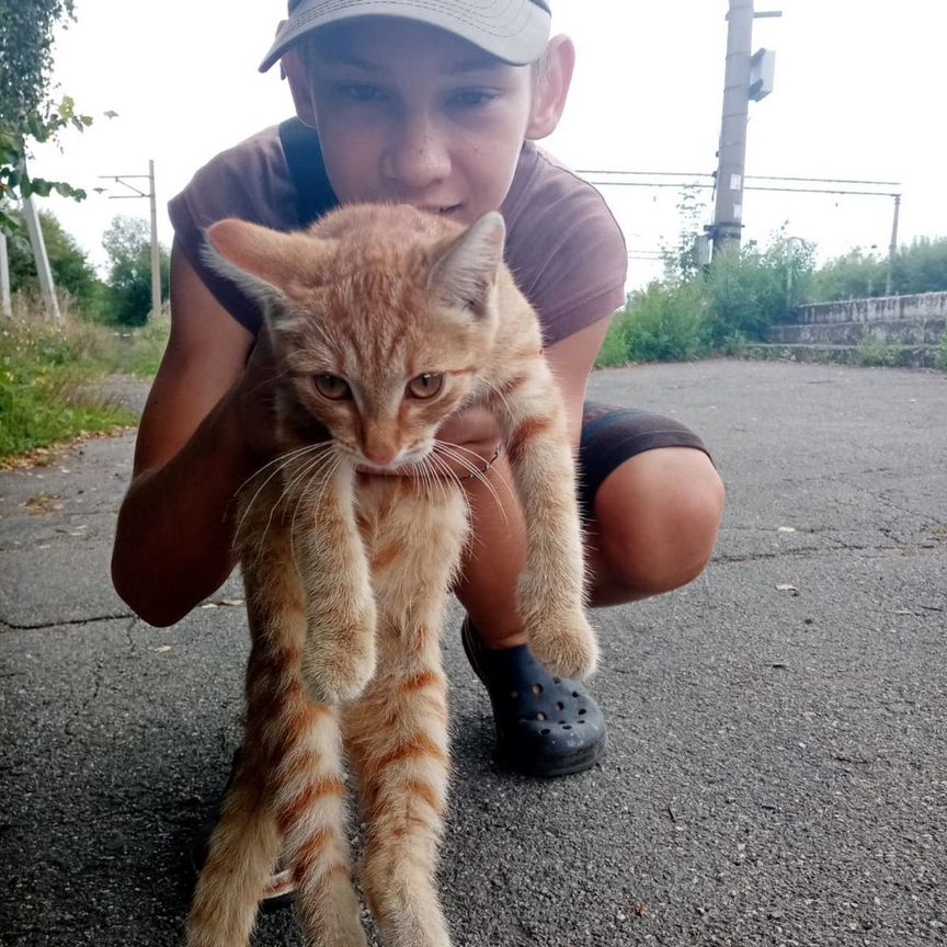 Рыжий котенок в добрые руки бесплатно