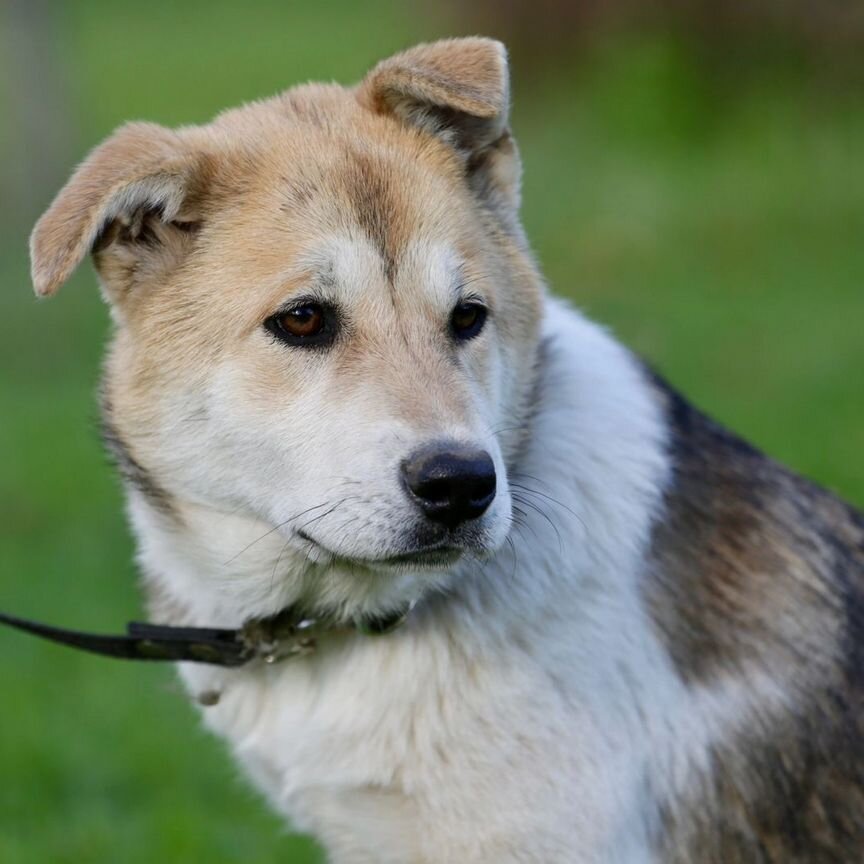 Молодая собака в добрые руки