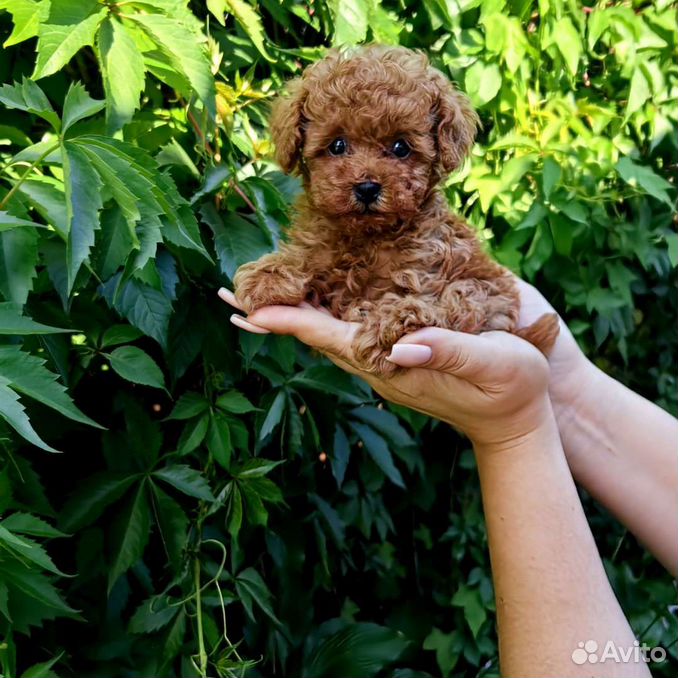 Той-пудель micro tea cup