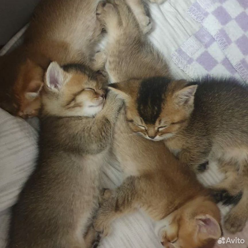 Продам шотландских котят