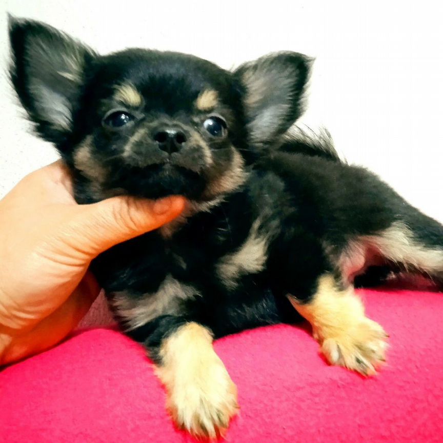 Мальчик чихуахуа