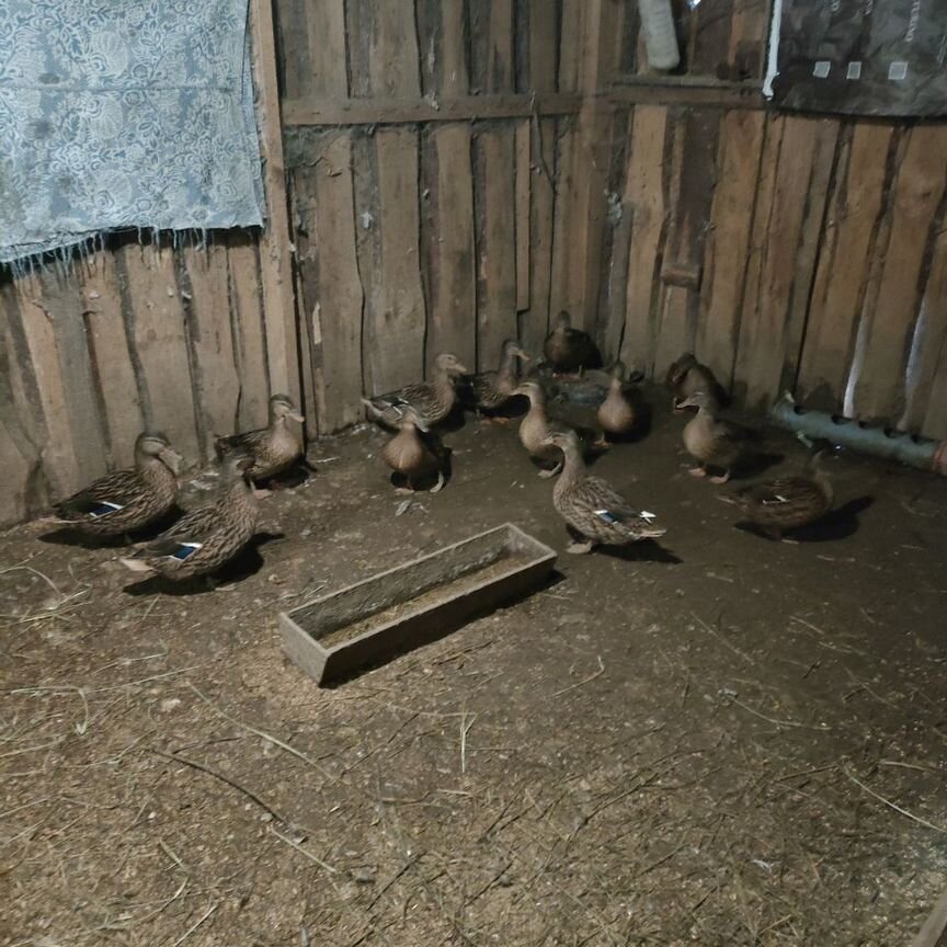 Подсадные утки