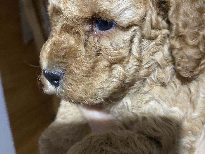 Щенки той пуделя